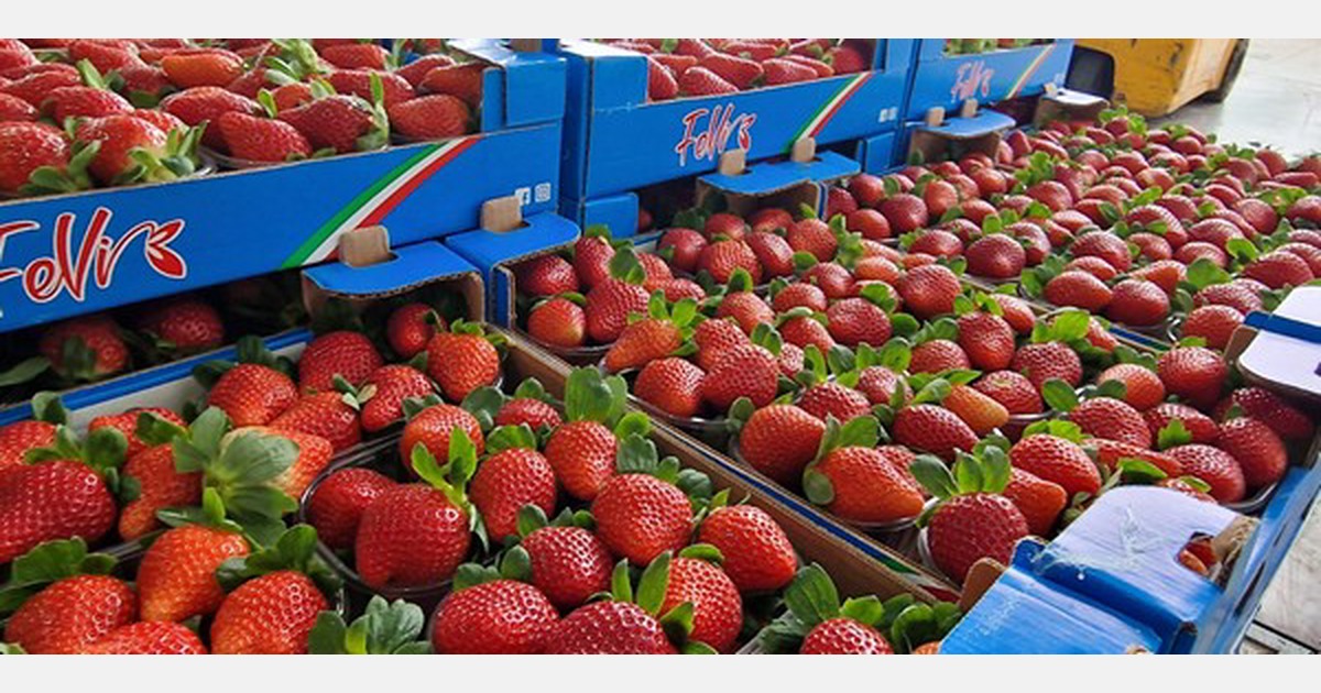 The first strawberries are always eagerly awaited