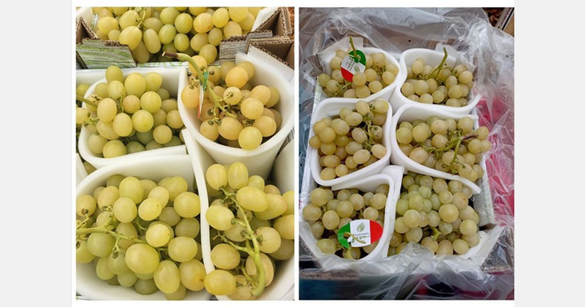 Table grapes - seedless varieties are the most popular