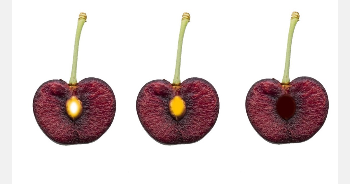 Stoneless cherry varieties are the new frontiers of breeding