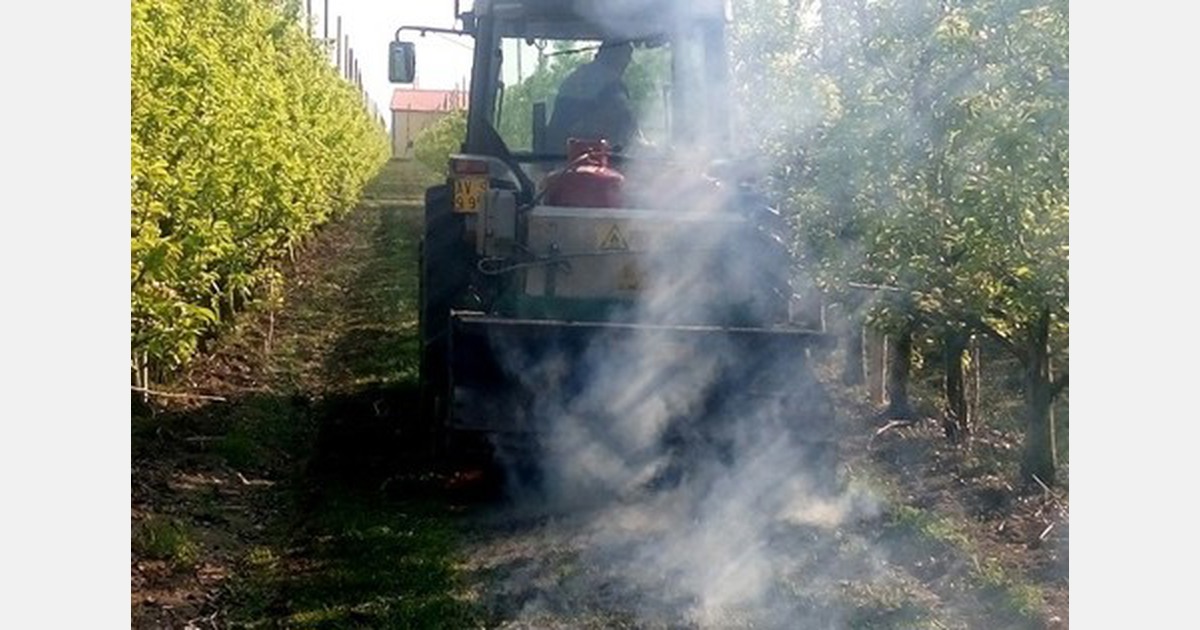 Flame weeding against pear brown spot