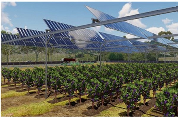 Advanced agrivoltaic systems featuring semi-transparent solar panels ...