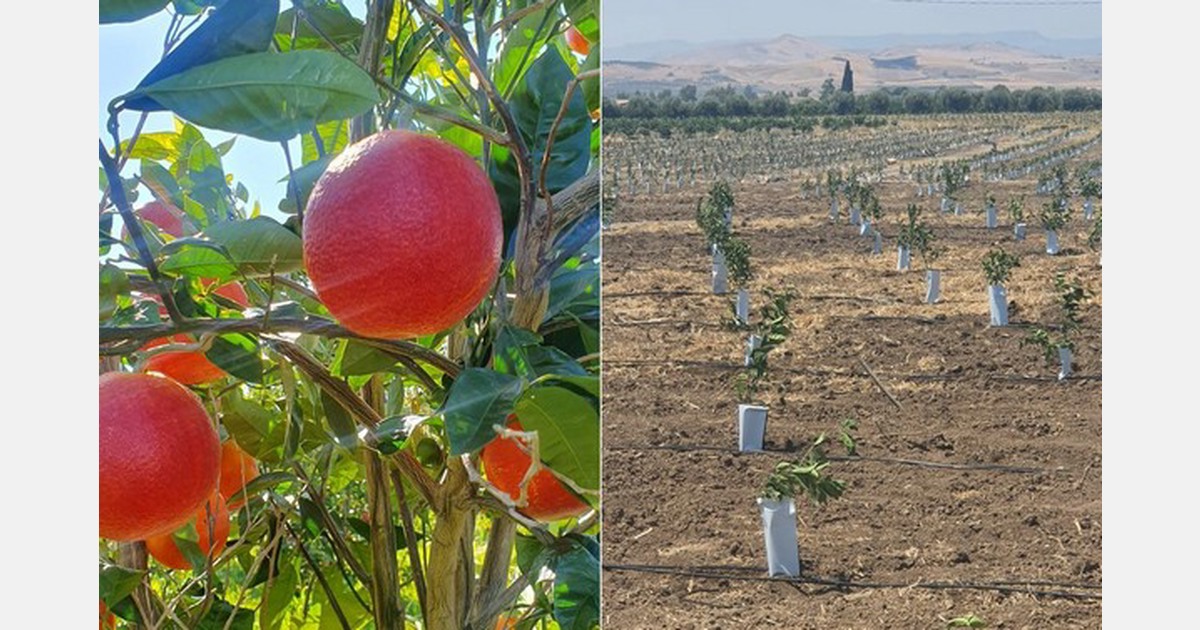 "The factors that favored imports are now lacking"