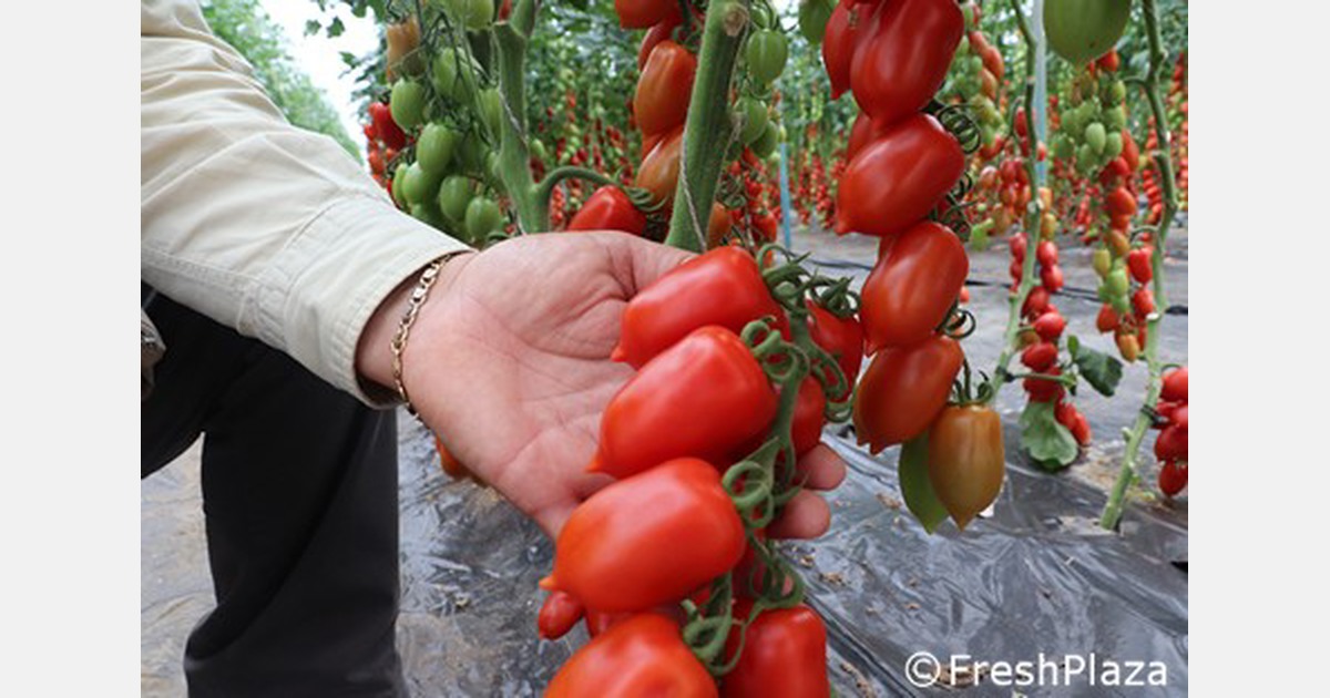 Shape and flavor of an Italian traditional tomato: pizzutello