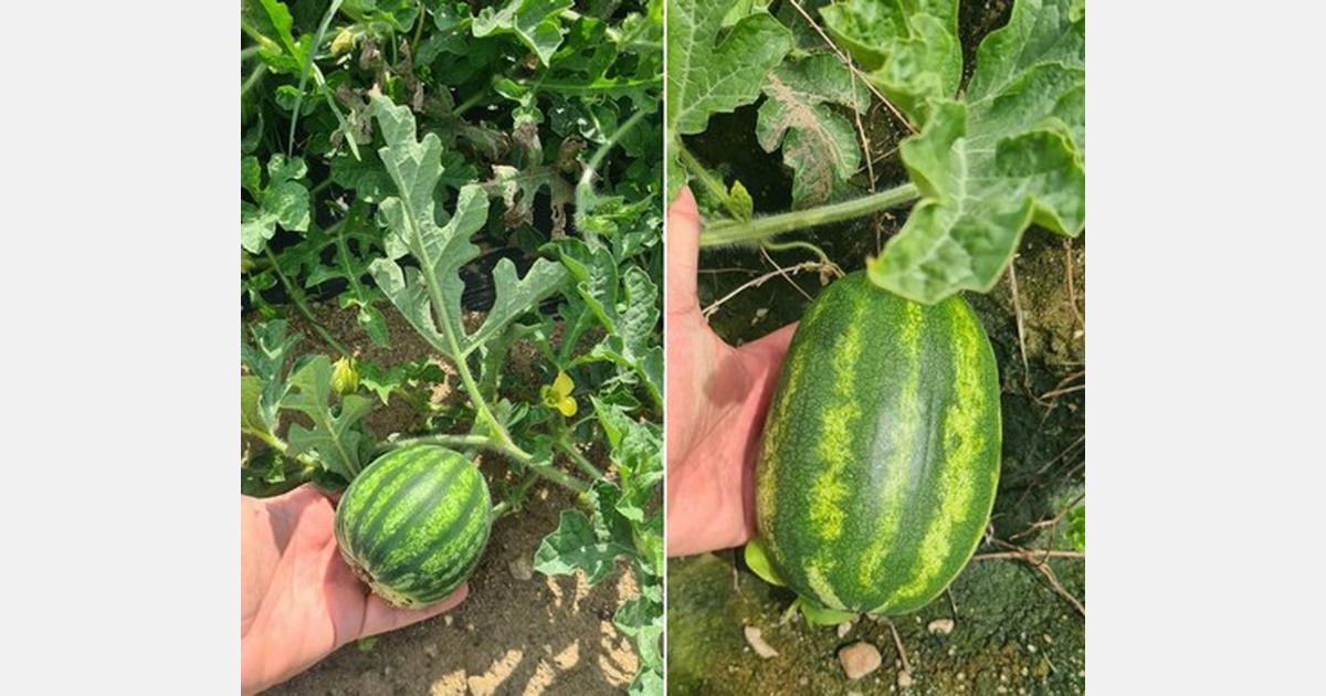 Watermelon season in Calabria in the starting blocks