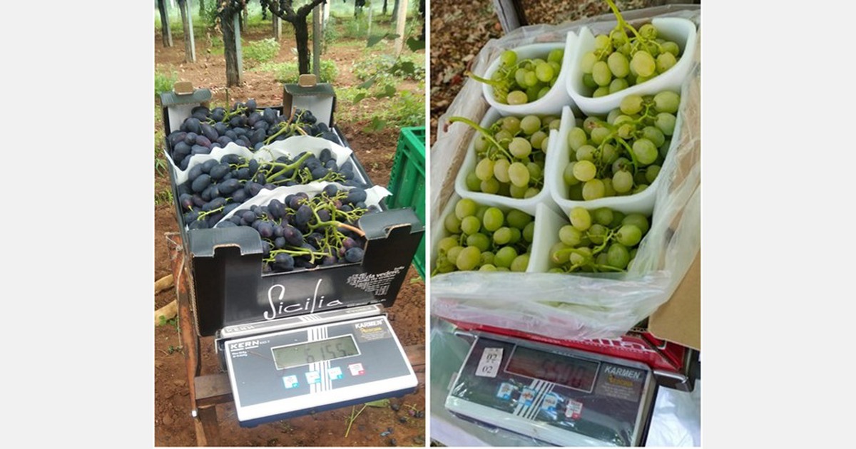 Field scales for grapes - "we manufacture 5 sets a day as we wait for ...