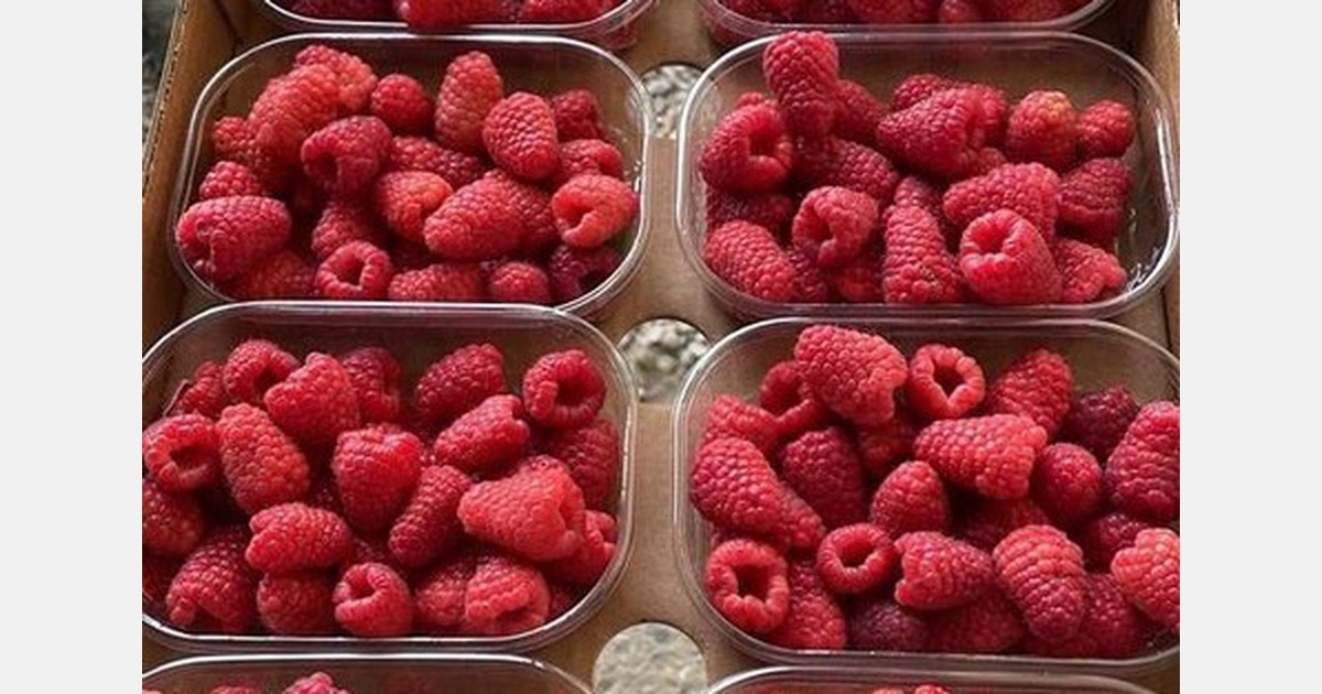 Lofty initial prices for raspberries, peak production expected in August