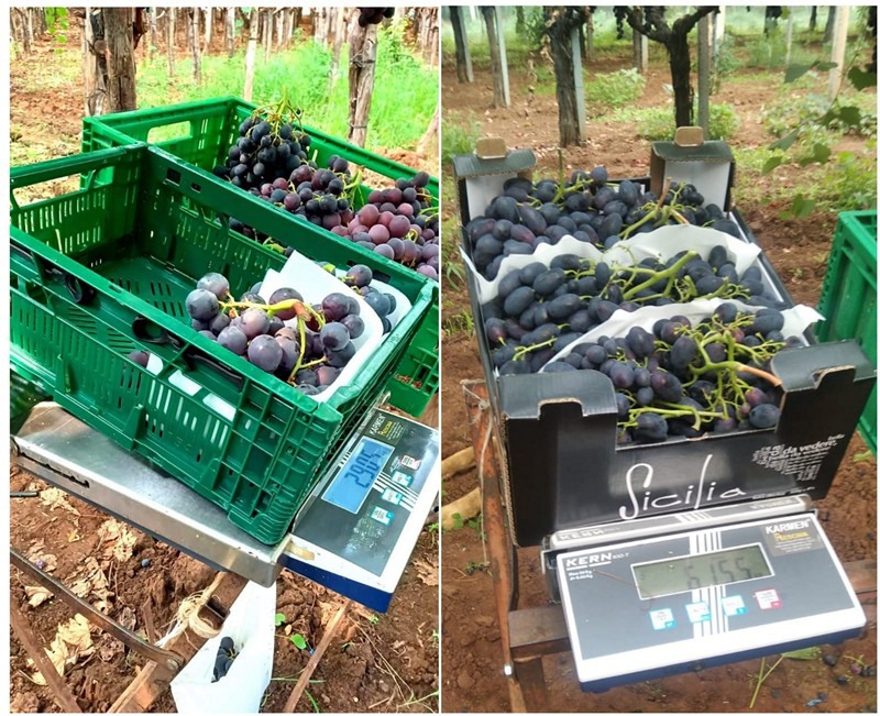 "Provide your grape harvesters with modern weighing scales"