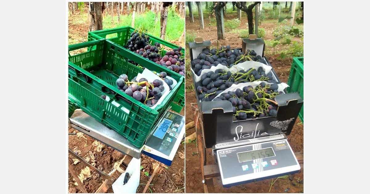 "Provide your grape harvesters with modern weighing scales"