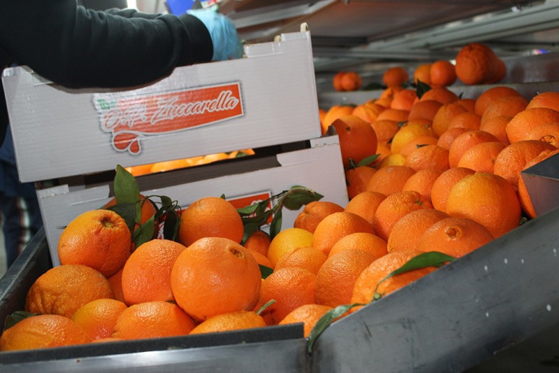 New brand of Italian oranges launched