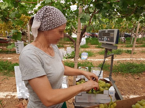 "Provide your grape harvesters with modern weighing scales"