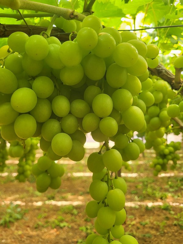 Smaller supply of traditional grapes from Italy leads to higher prices