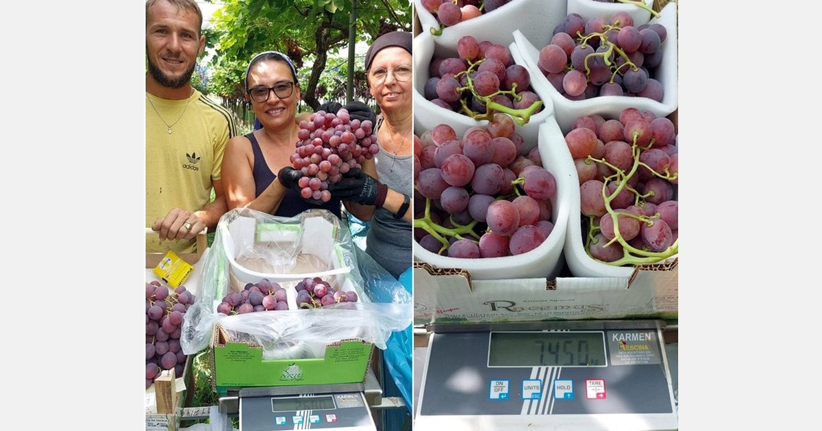 Scales for table grapes: sales are peaking