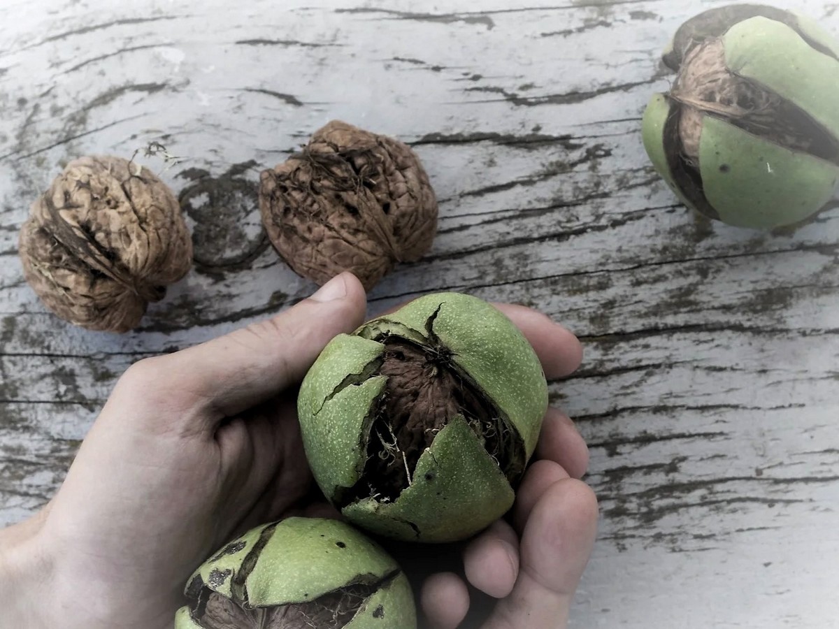 Organic walnuts from Ukraine