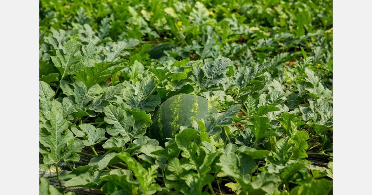 Positive watermelon campaign coming to an end