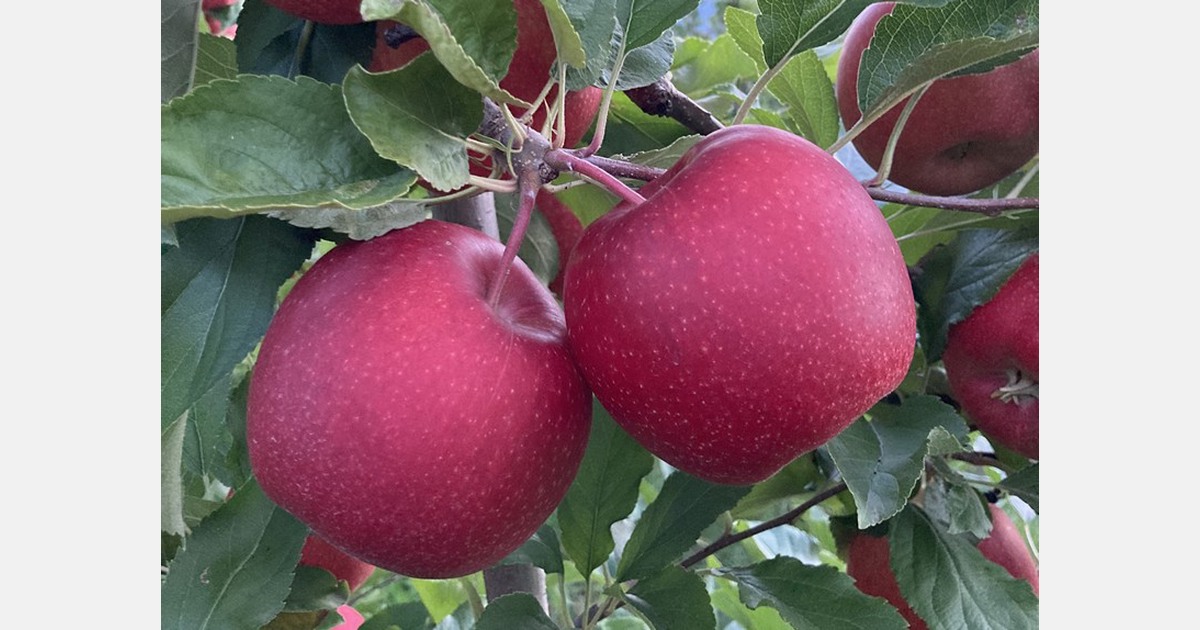 Flavor remains the most important aspect when it comes to apple selection