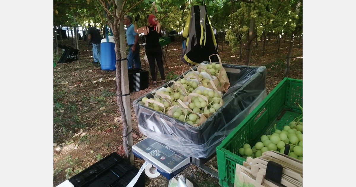 Grape scales in the fields: 20% increase in purchases during harvesting ...