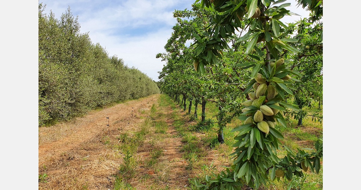Windbreaks for the protection of orchards