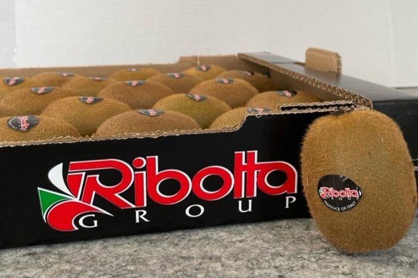 Lower volumes of Hayward kiwis in Italy but with a focus on quality