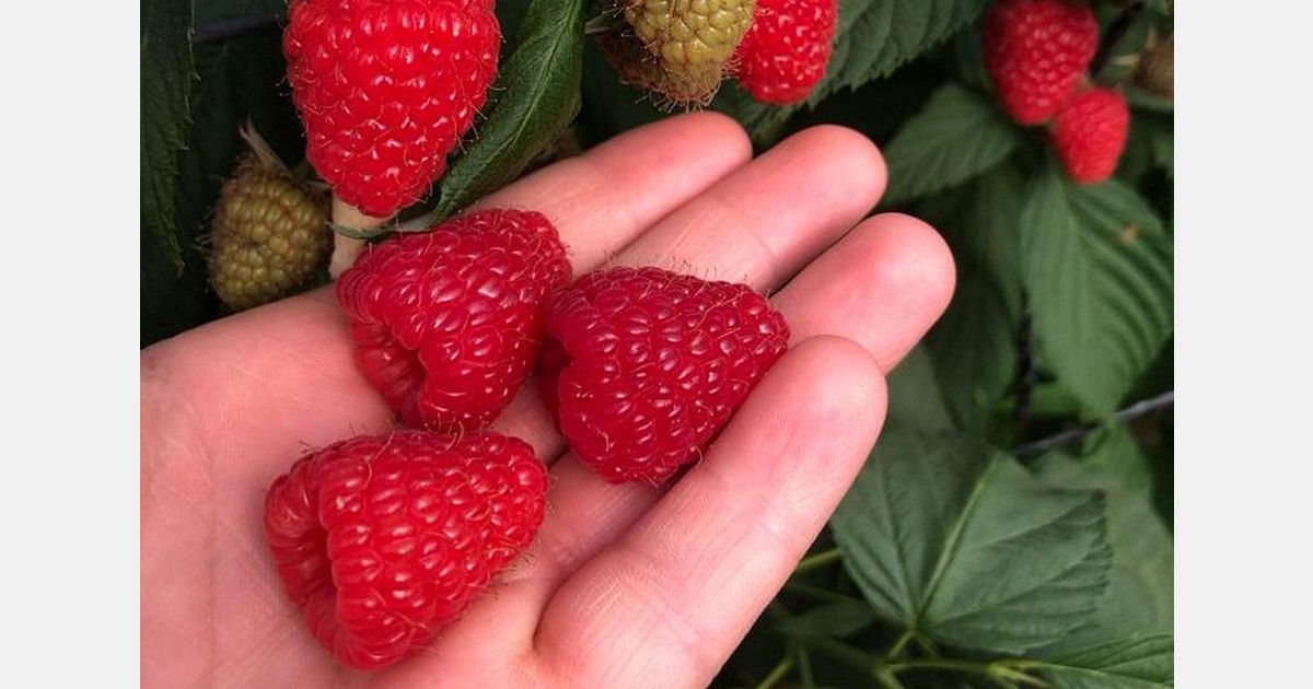 "Raspberries had a difficult year due to a series of factors"