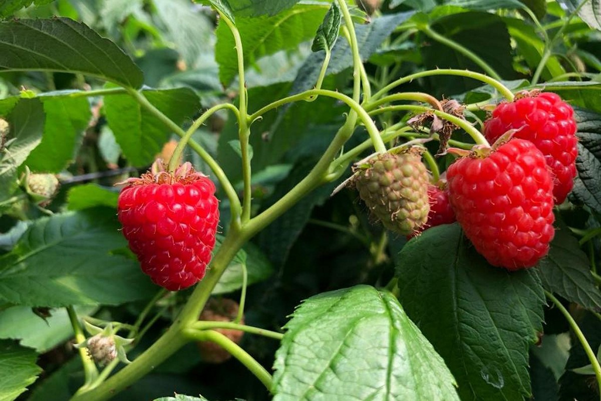 "Raspberries had a difficult year due to a series of factors"