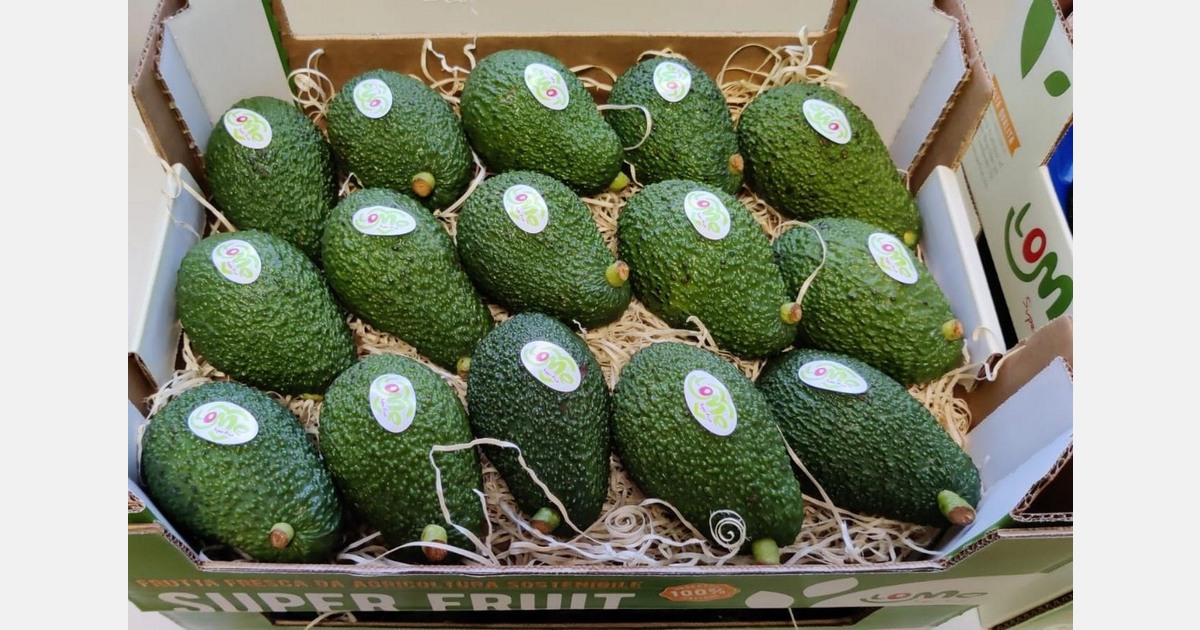 First limited-edition avocados from Apulia sold out