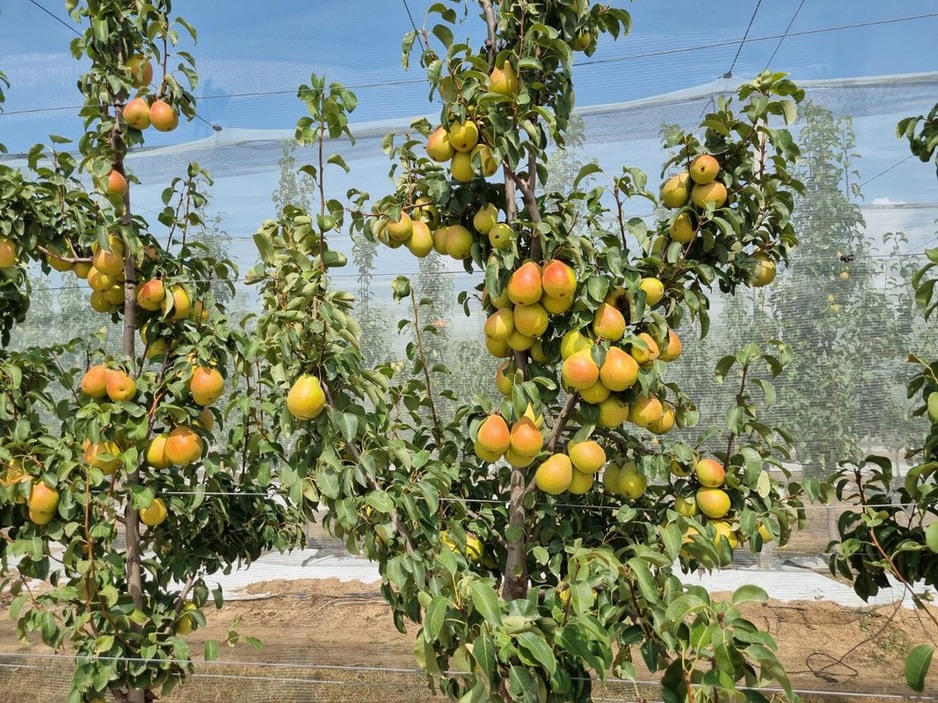 Data to be presented for the Eden variety pear