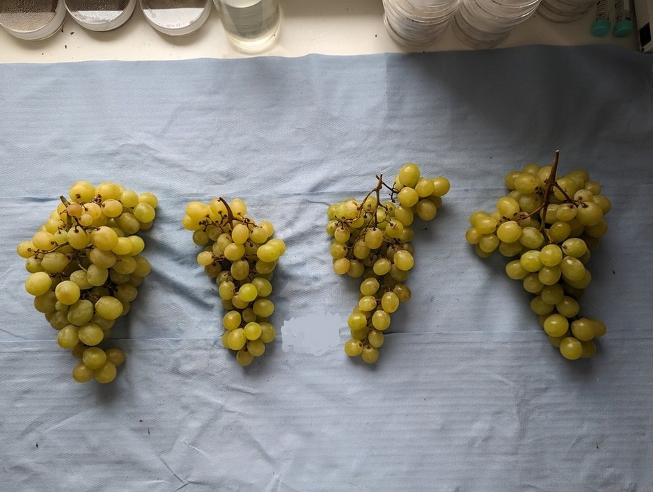 Grape storage and the role of protective sheets