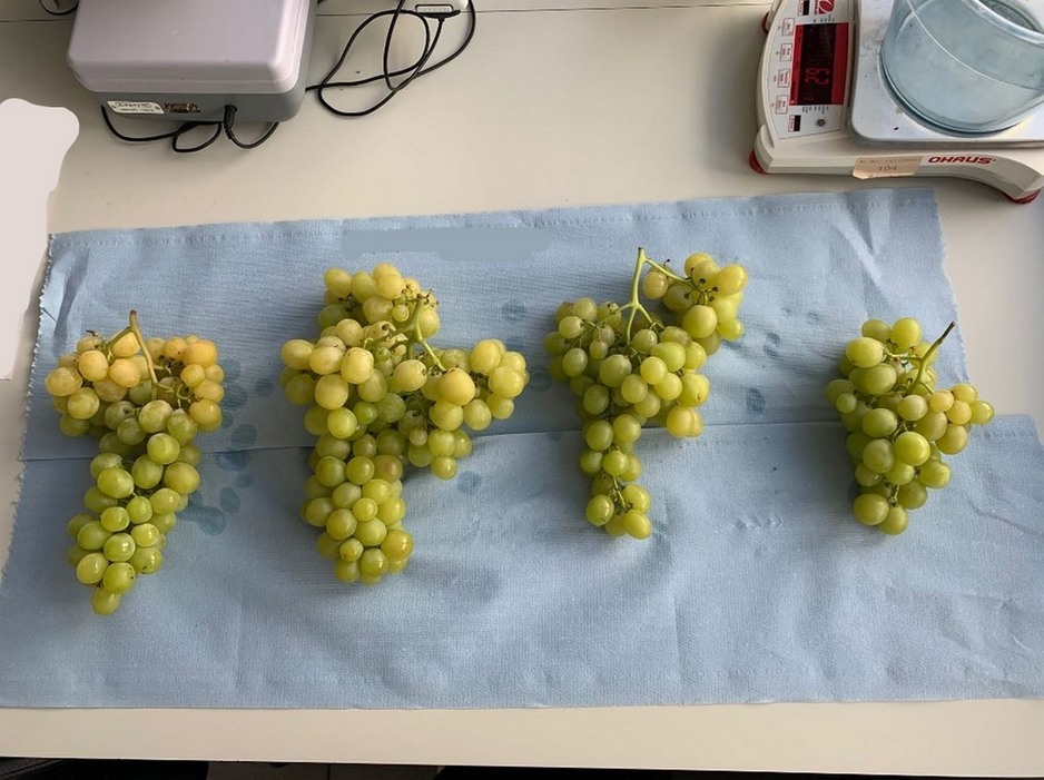 Grape storage and the role of protective sheets