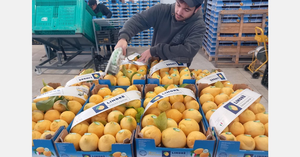 Lemon campaign at its peak in southern Italy, but there are many ...