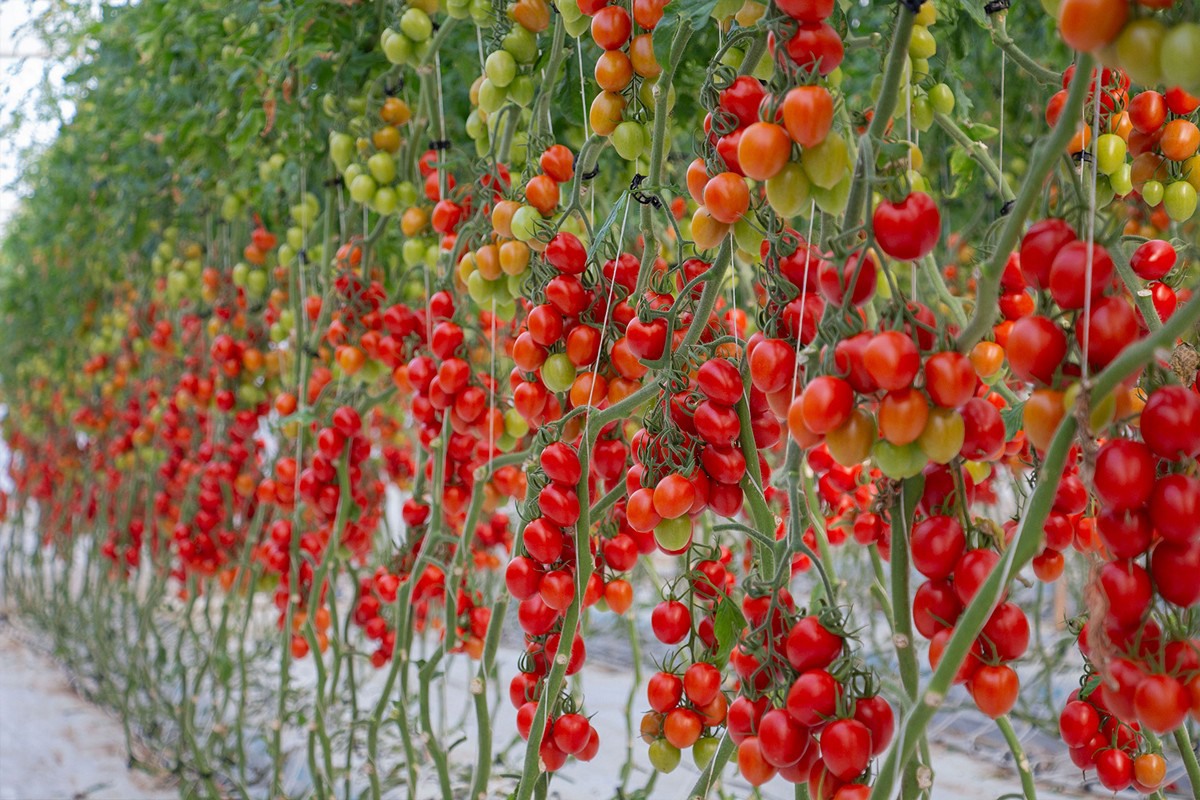Midi plum is the most popular tomato segment with the chain