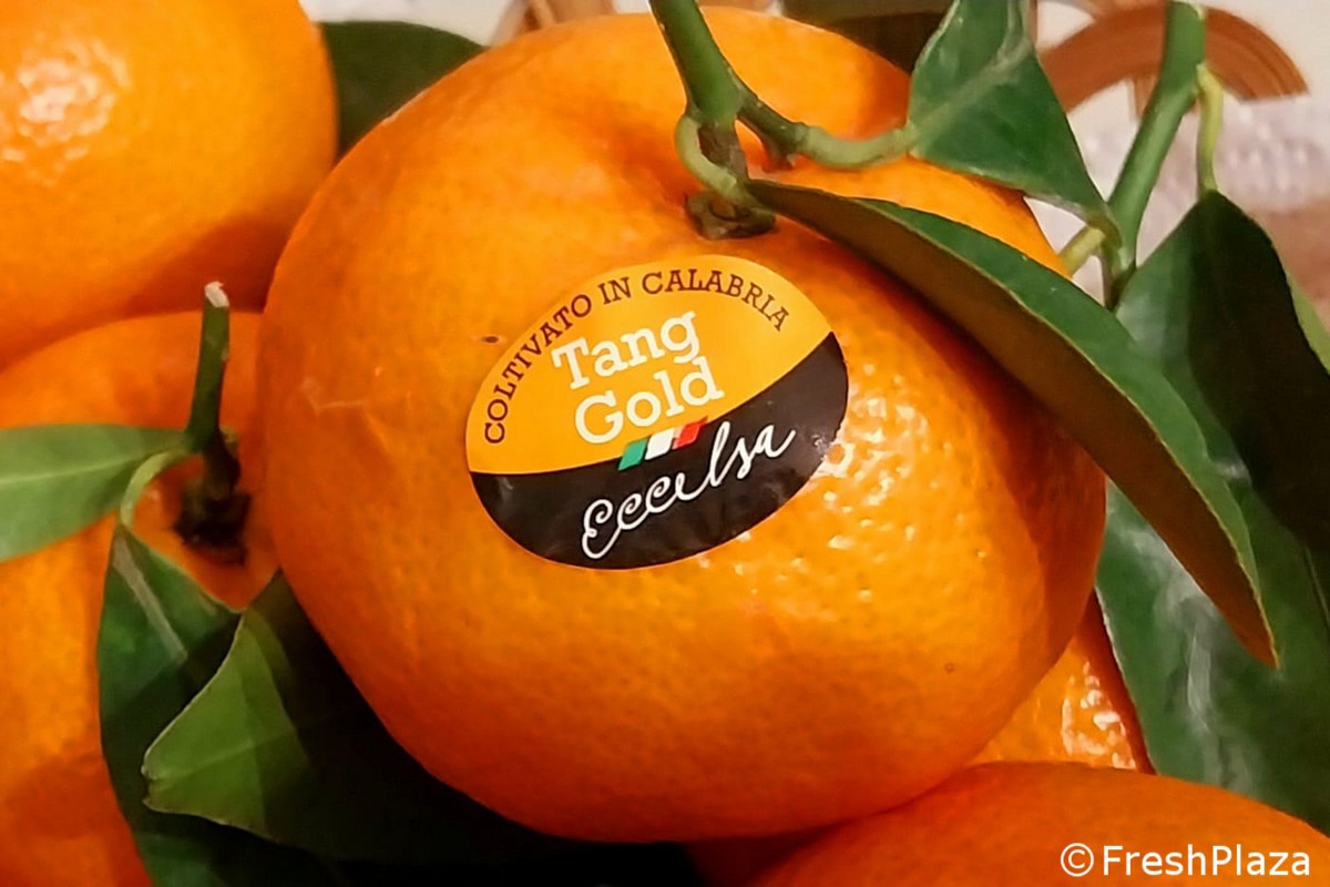 "Our Tang Gold mandarin campaign has ended on a positive note"
