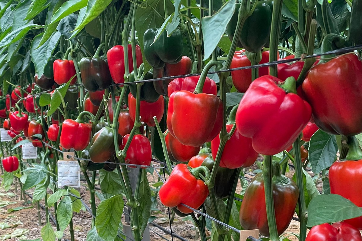 New bell pepper varieties for the Spanish market