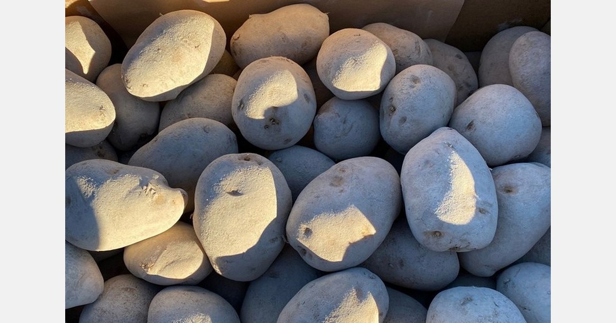 Potato growers frustrated and worried about the coming season