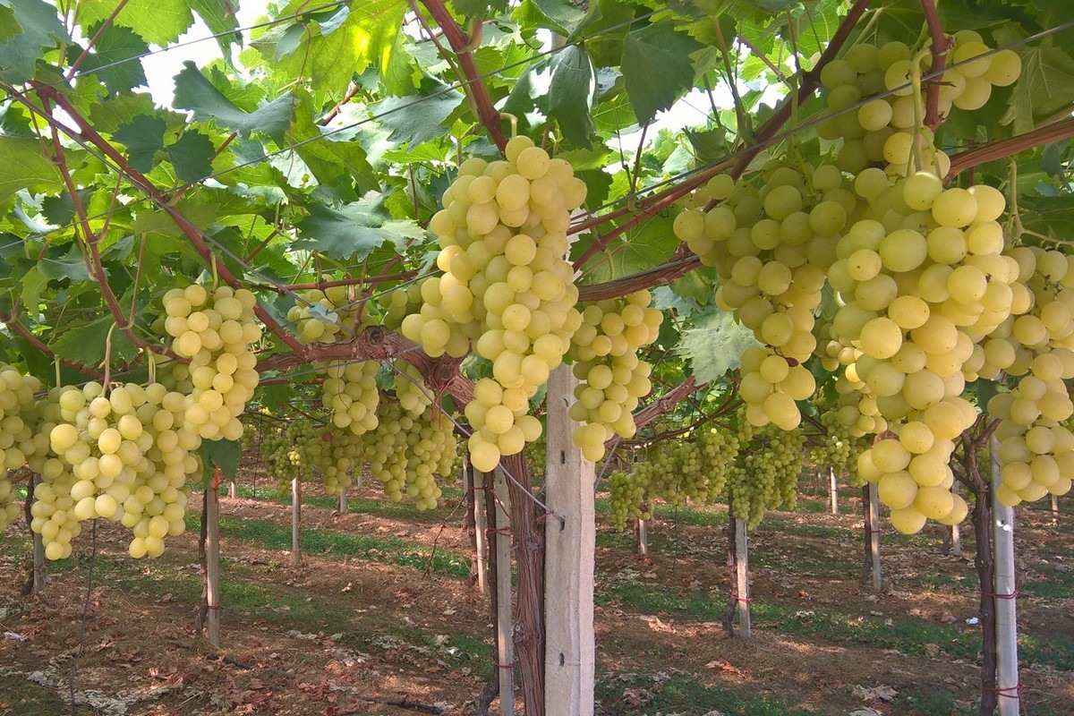 Planning for the future of table grapes
