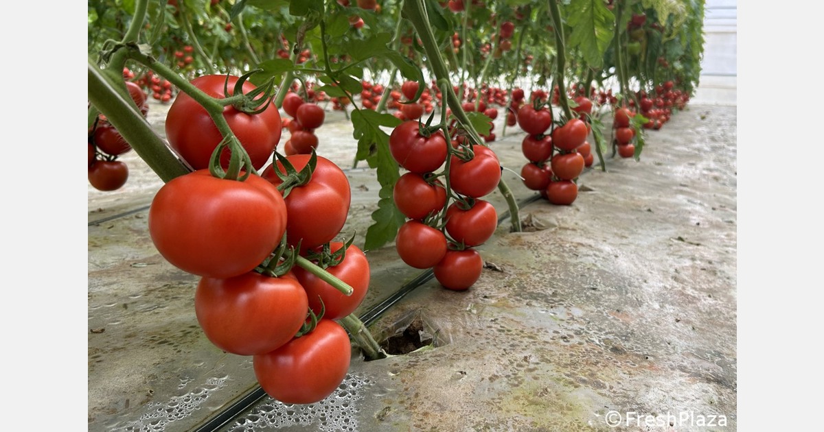 Smooth round cluster tomato that meets production and retail needs