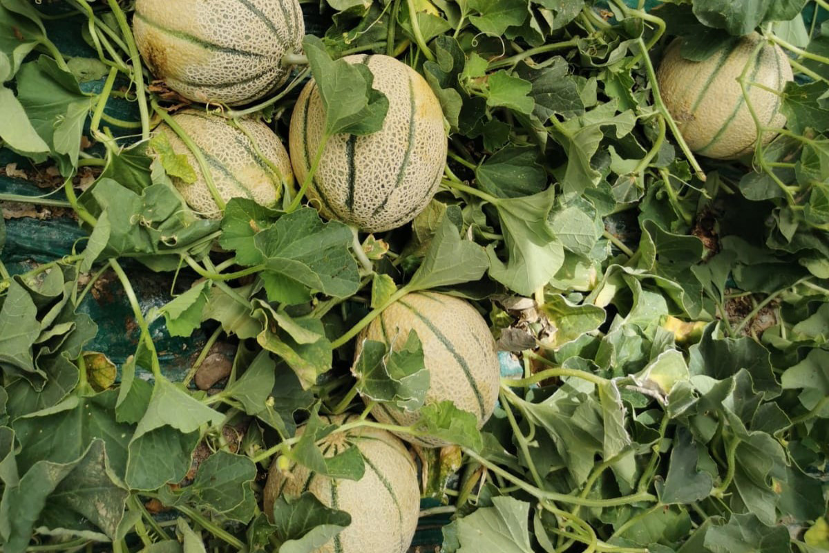 Harvesting and selling melons only when they are ready for consumption