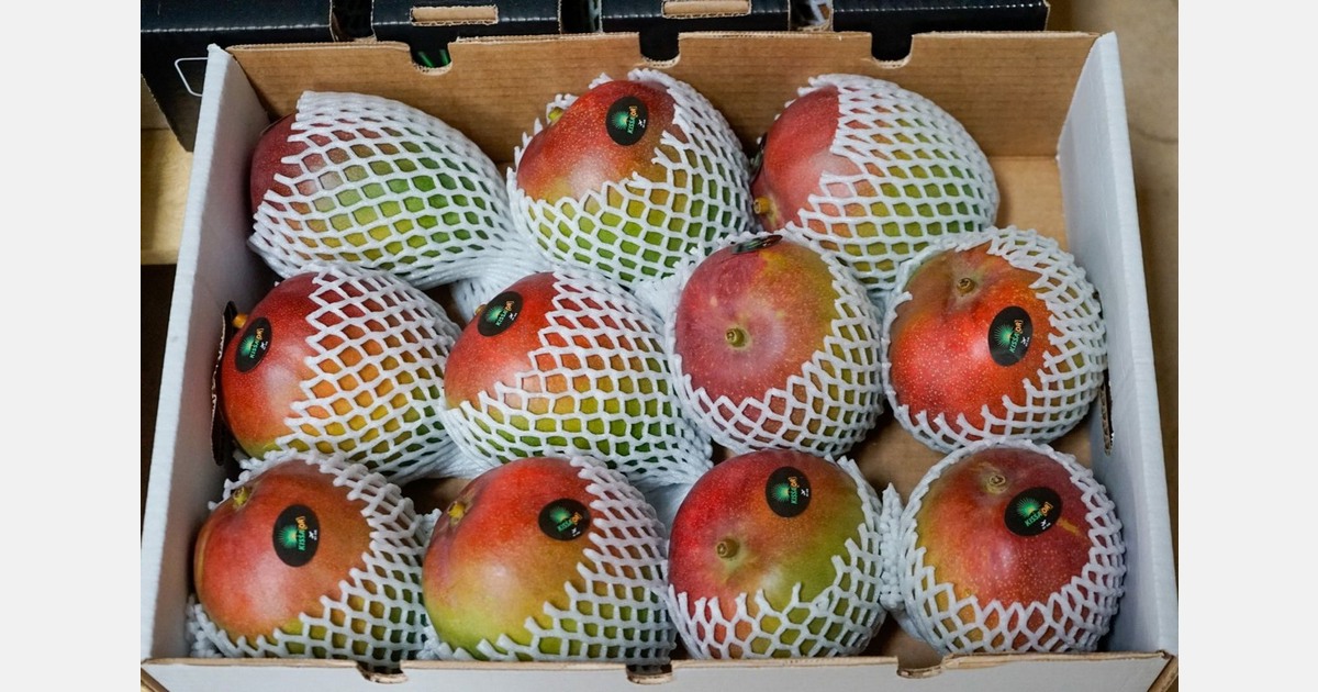 "We expect the season of Kent mangoes from the Ivory Coast to be ...