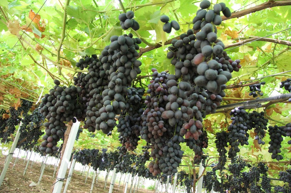 Organic table grapes: the largest European group is getting ready for ...