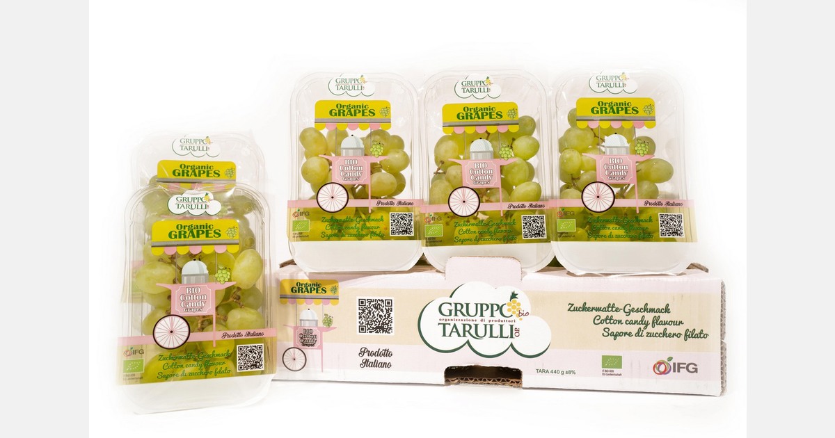 Organic table grapes: the largest European group is getting ready for the new season