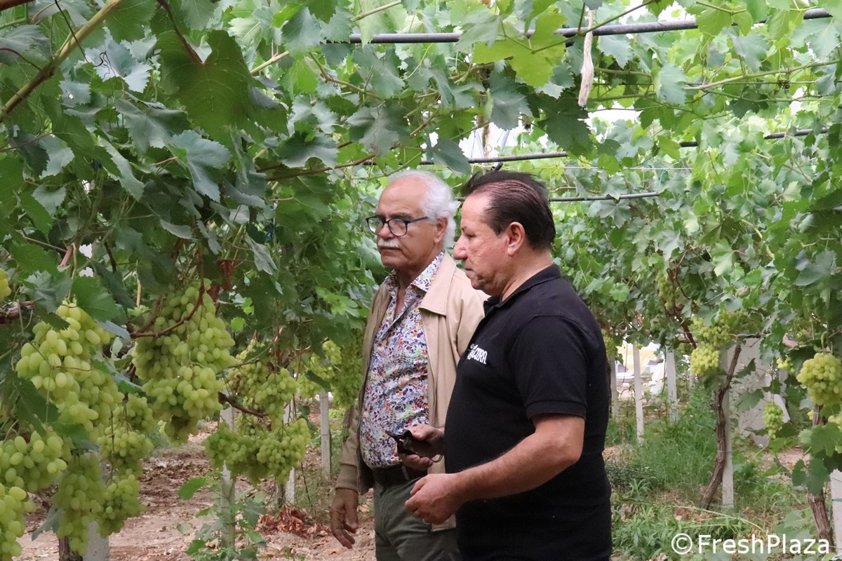 Seedless grapes increasingly in demand by Italian and European consumers