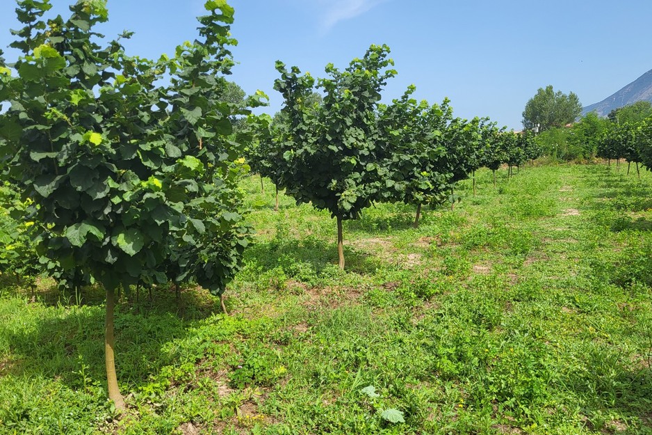 Some growers are innovating with monocaulous breeding on hazelnut trees