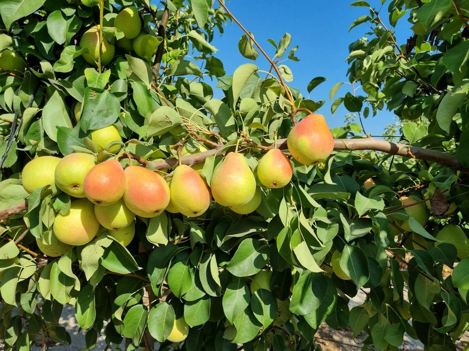 An update on the Eden pear trees planted in Apulia