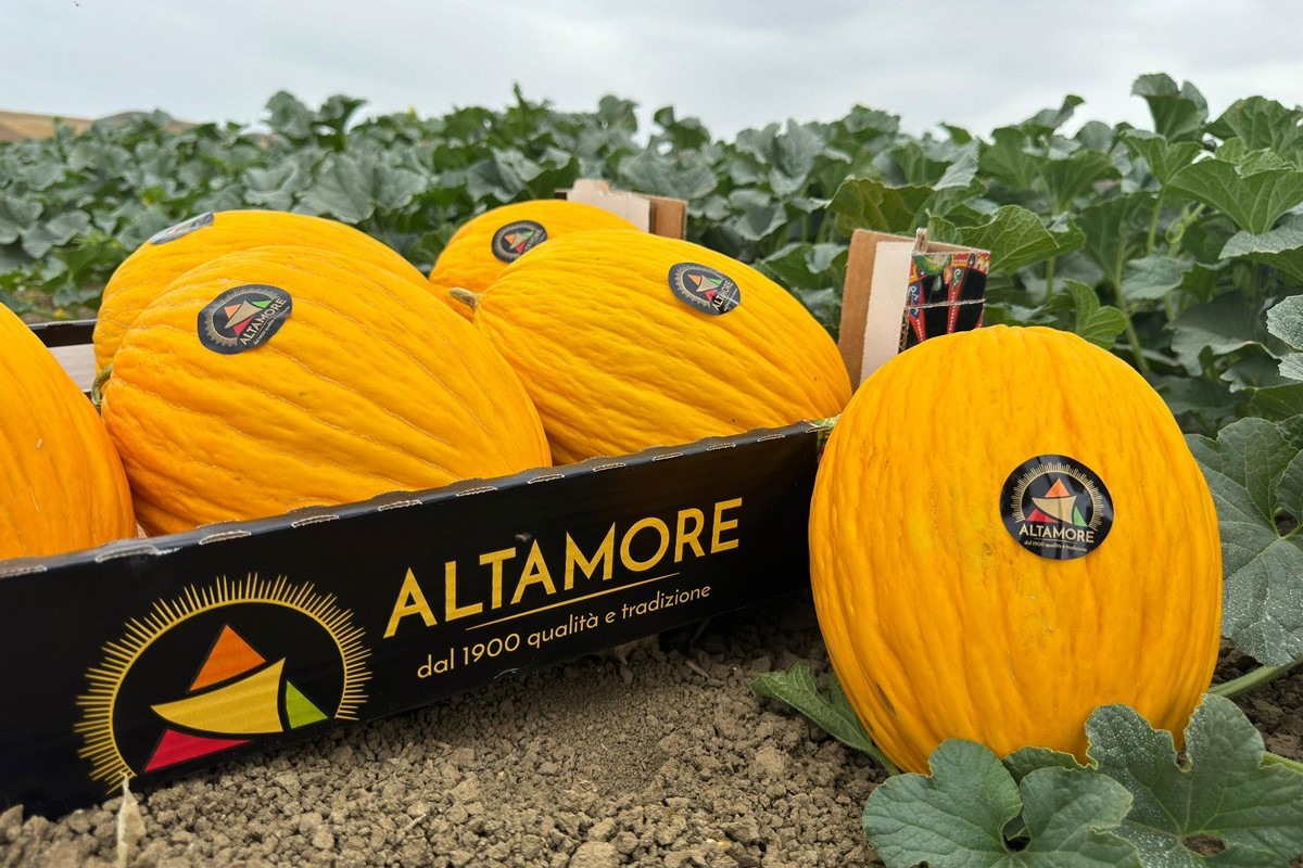 Very low yields expected for the Sicilian canary yellow melon campaign