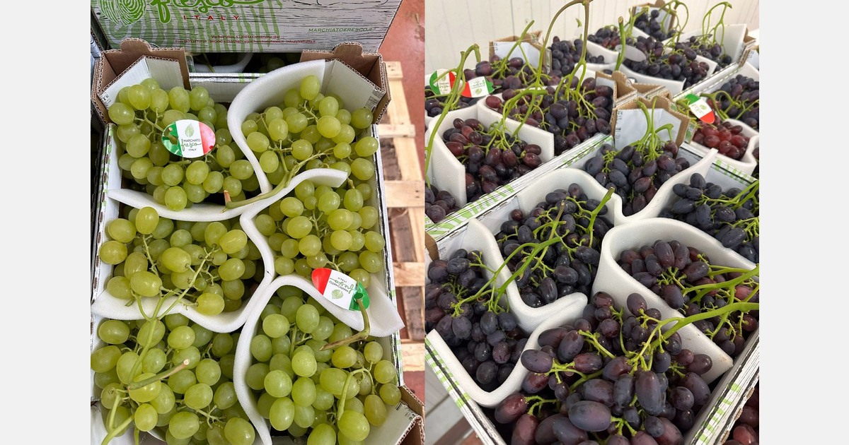 Demand is surprisingly high for traditional grapes