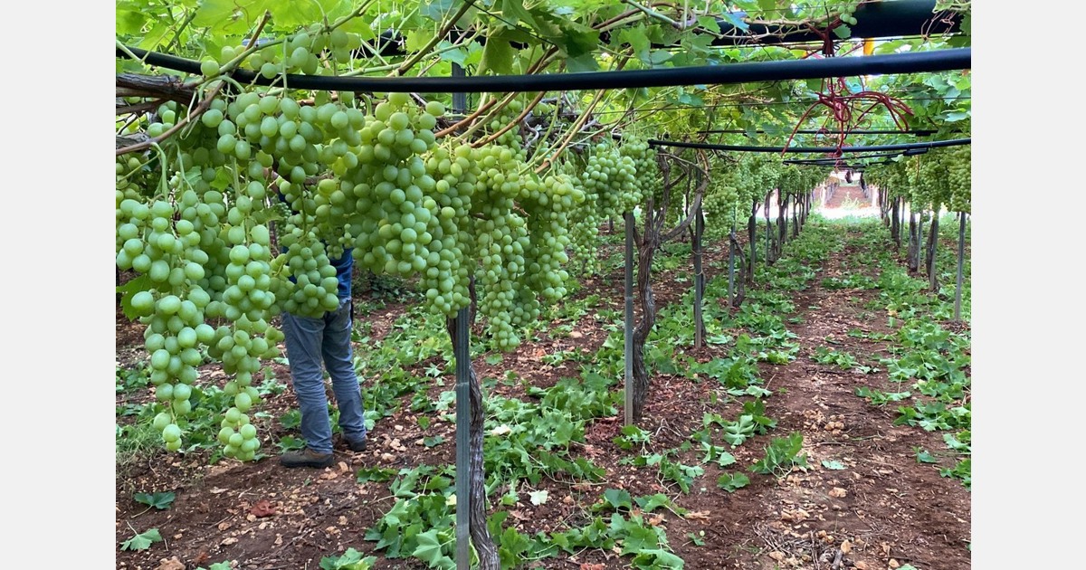 Autumn King grapes' first bunches to be harvested in early September