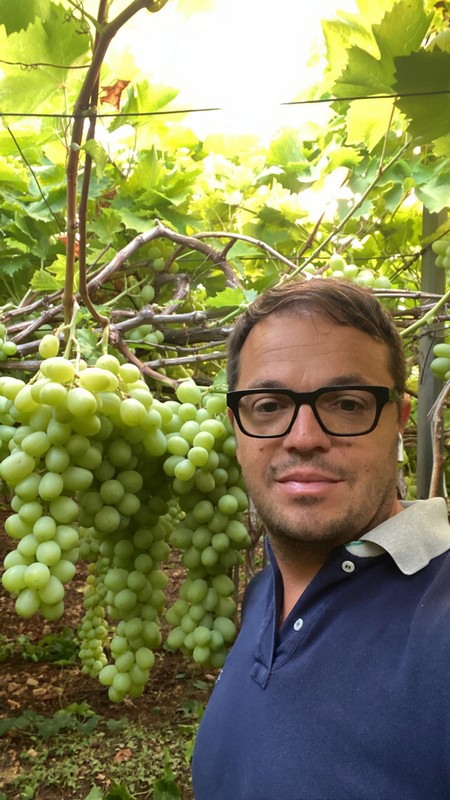 Autumn King grapes' first bunches to be harvested in early September