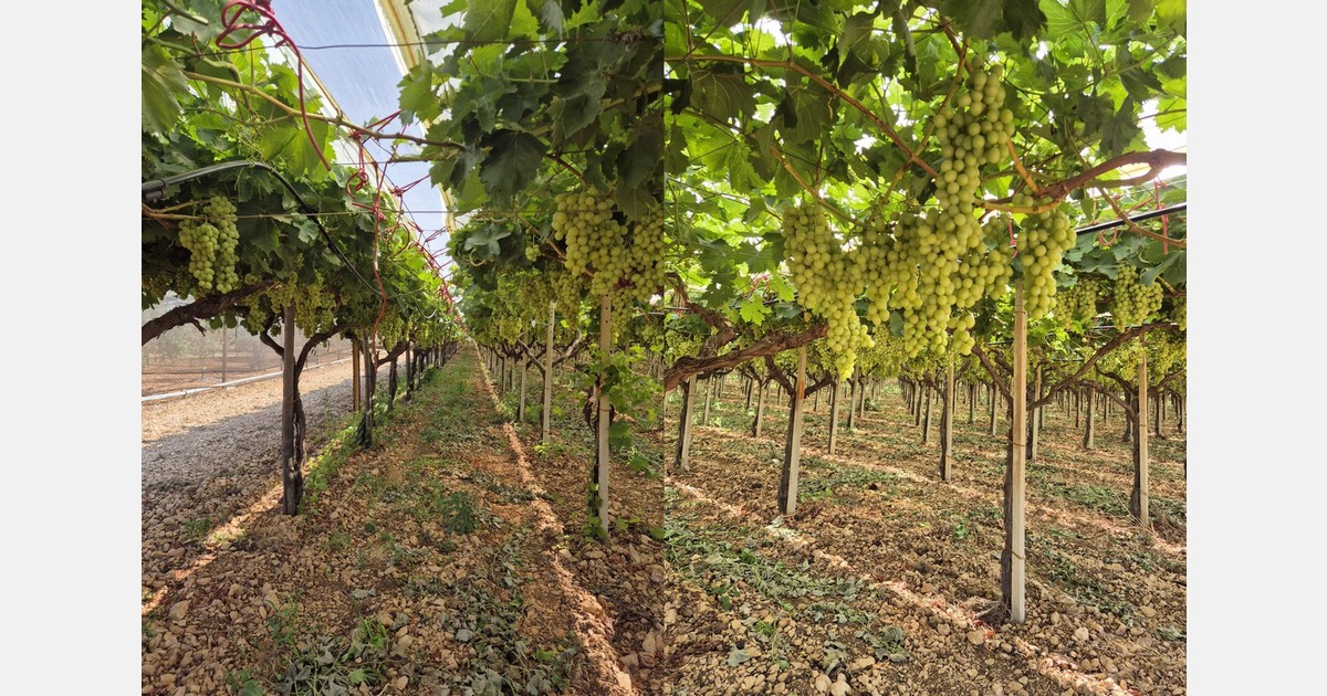 Italia grape variety now at the start of the season