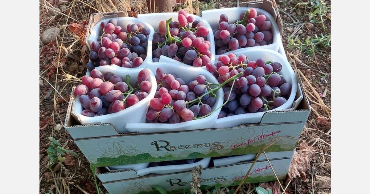 "A time of revival for the consumption of traditional grapes"