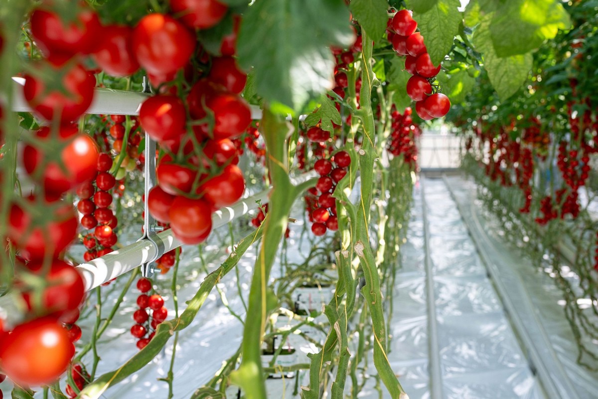 Tomato supply chain demands products with consistent characteristics ...