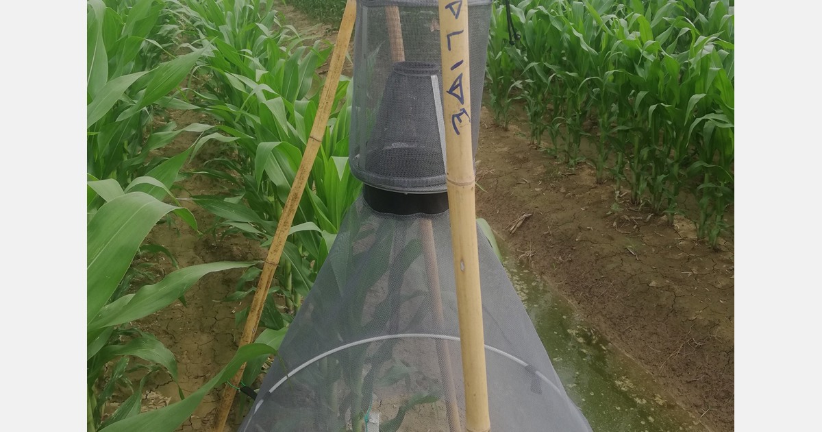 Installation and monitoring of pheromone traps